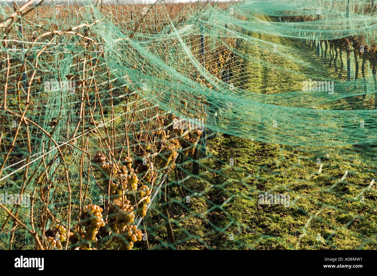 vine covered with net Stock Photo - Alamy