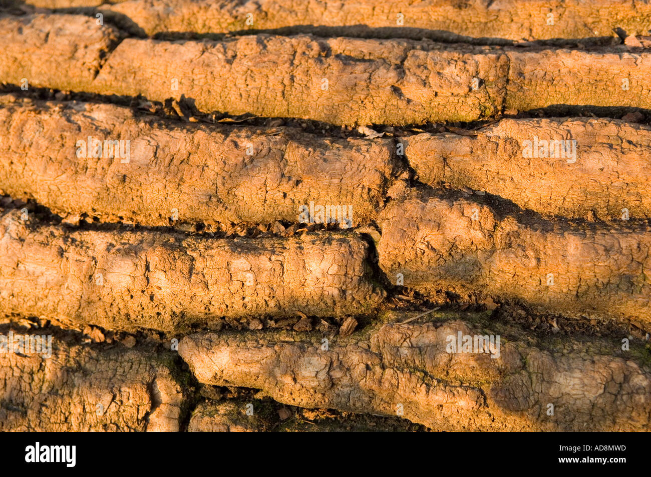 Popplar hi-res stock photography and images - Alamy