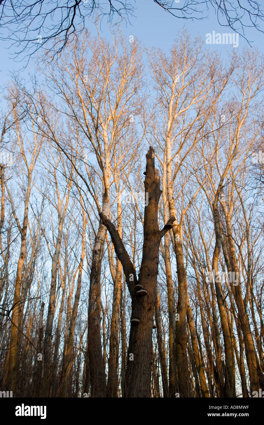 Popplar hi-res stock photography and images - Alamy