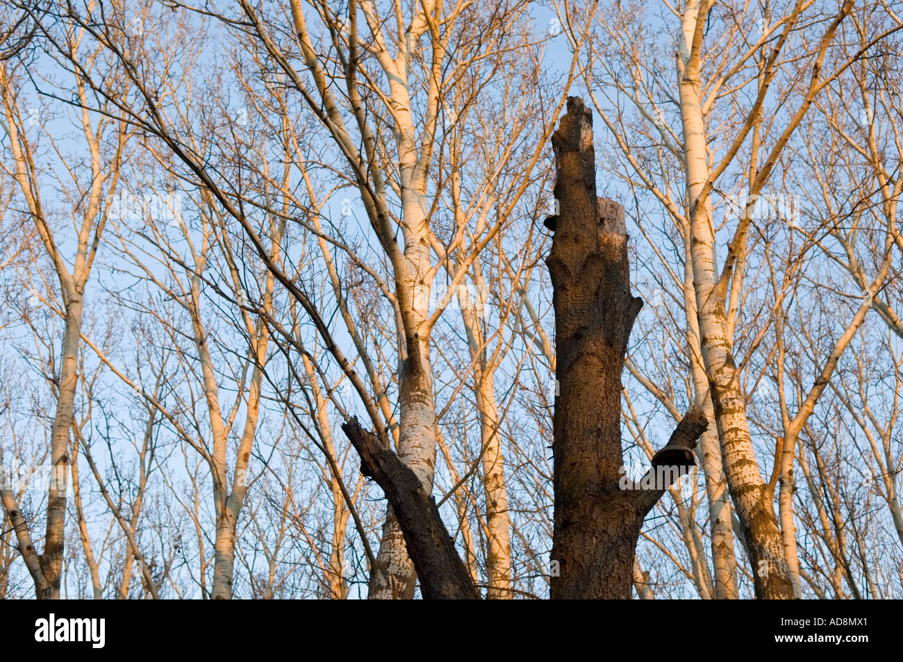 Popplar hi-res stock photography and images - Alamy