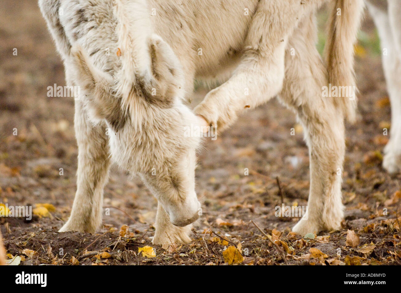 White donkey hi-res stock photography and images - Alamy