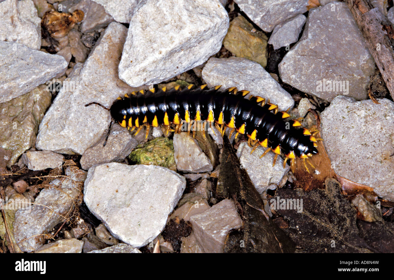 Flat Millipede Apheloria sp Mammoth Cave National Park Kentucky USA ...