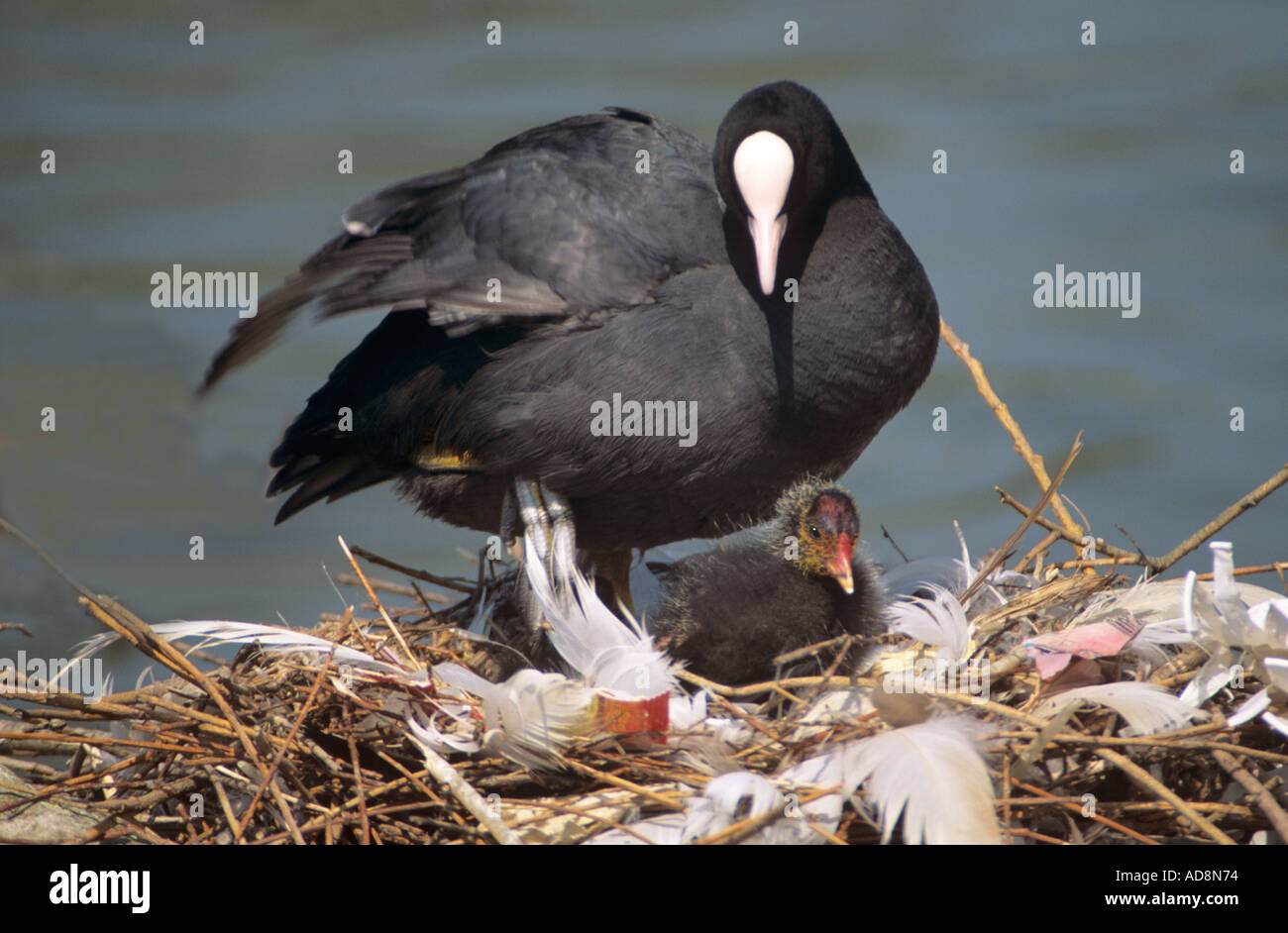 Anxious bird hi-res stock photography and images - Alamy