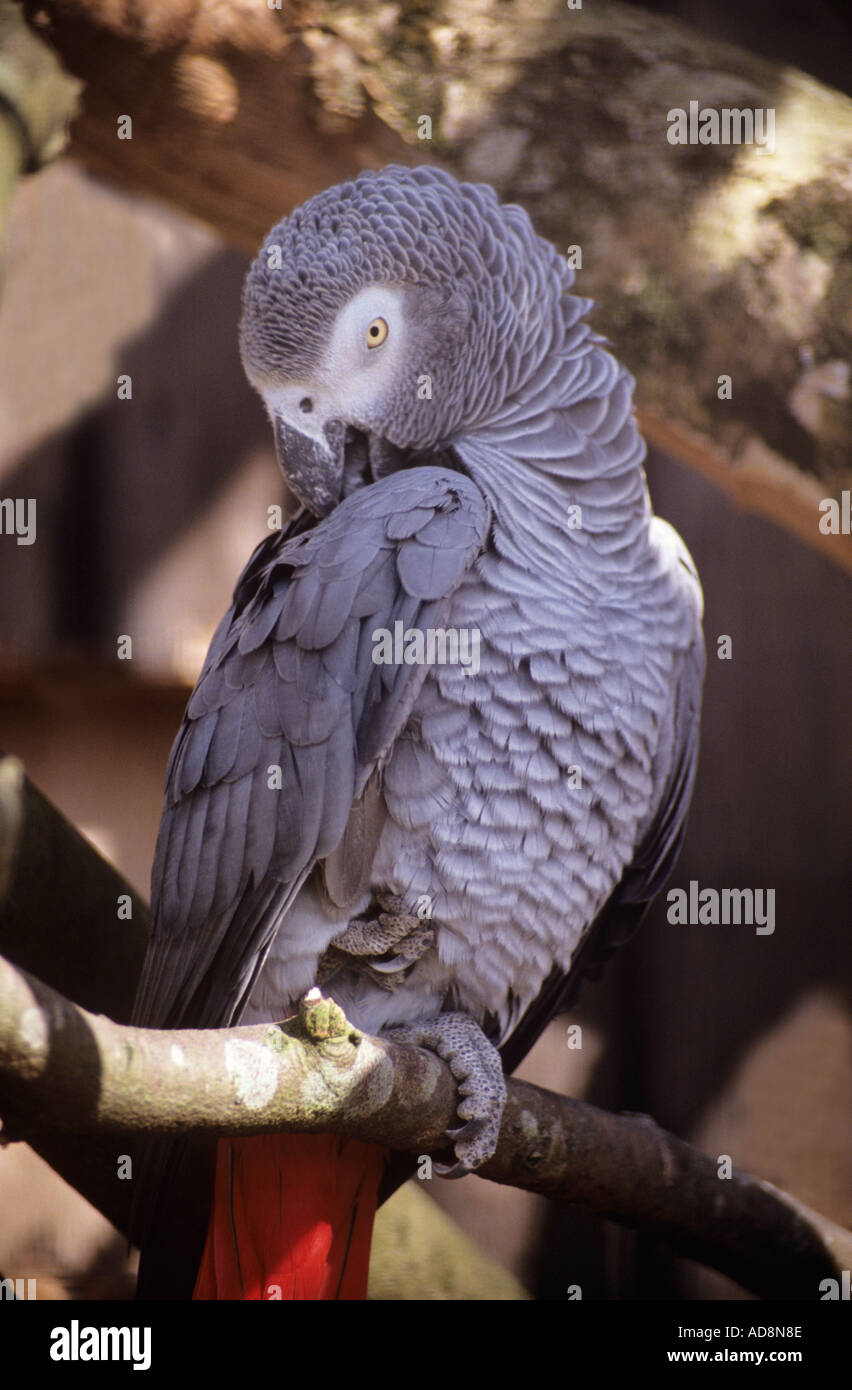 Parrot african grey bird hi-res stock photography and images - Alamy