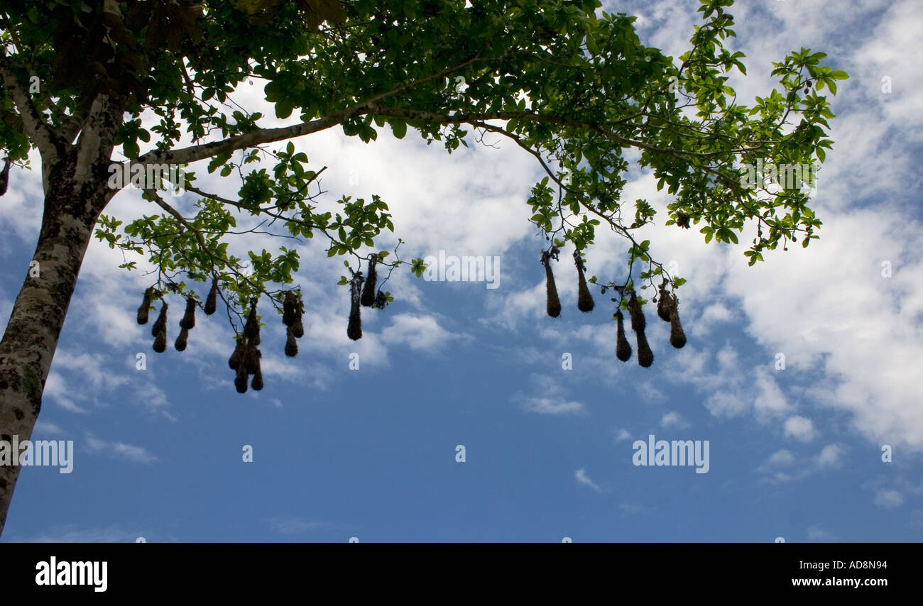 Pendulous nests hi-res stock photography and images - Alamy