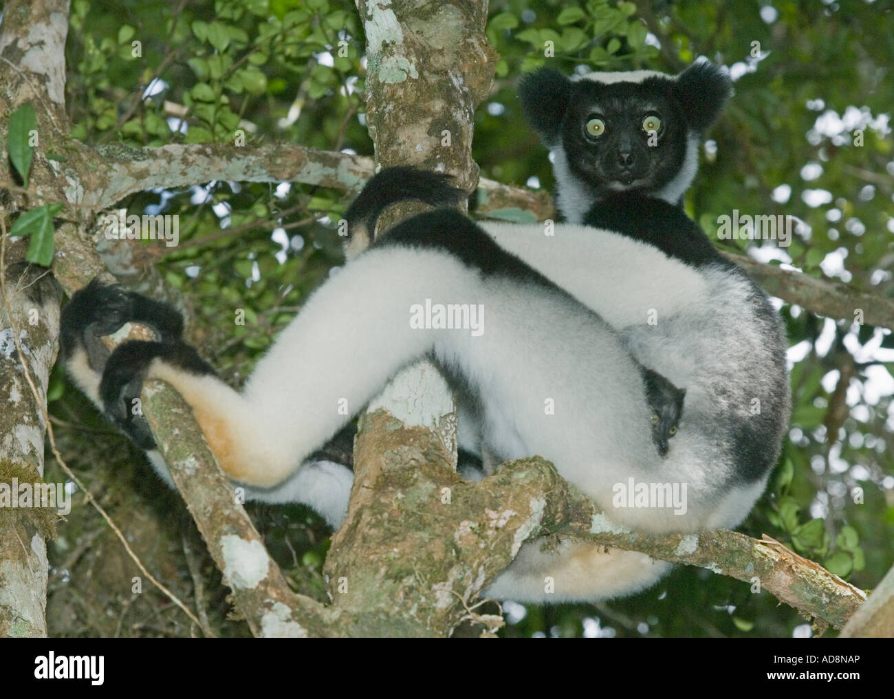 Indri Lemur (Indri indri) WILD Andasibe-Mantadia National Park, Perinet ...
