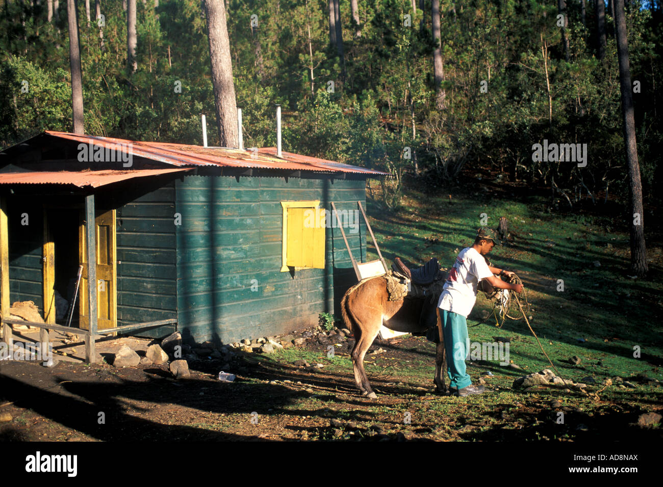 Loading pack mule Pico Duarte hike trail Dominican Republic Stock Photo ...