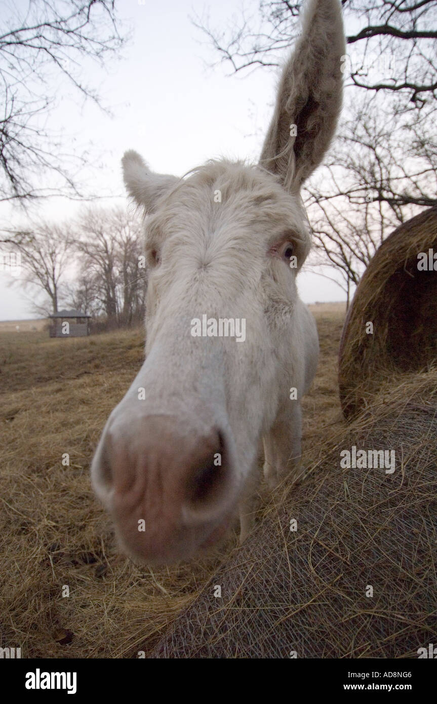 White donkey hi-res stock photography and images - Alamy