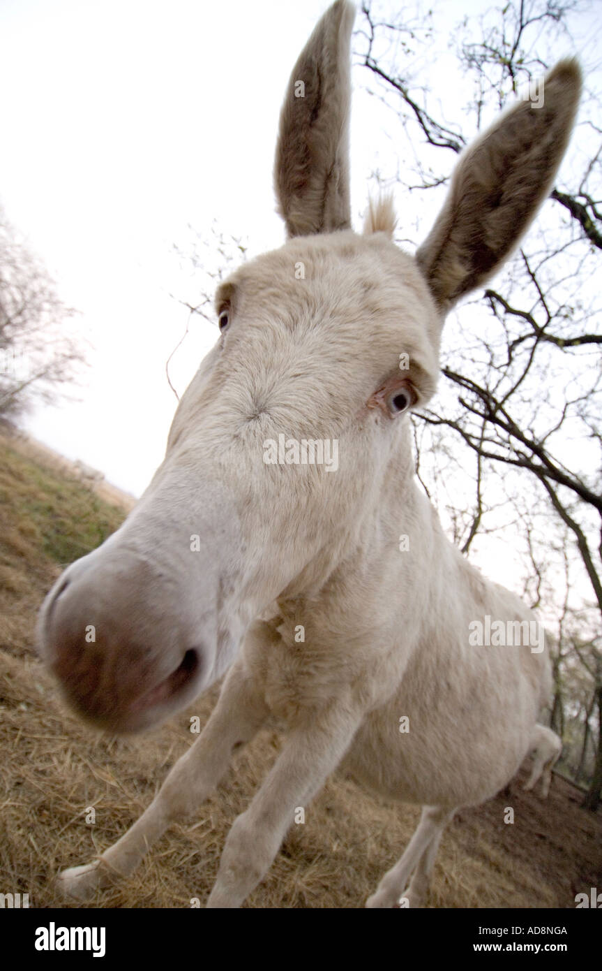 White donkey hi-res stock photography and images - Alamy