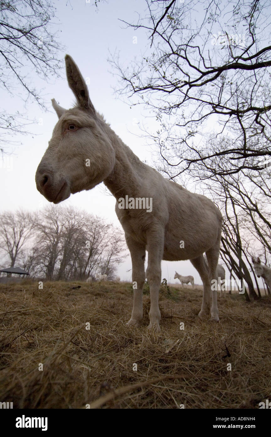 White donkey hi-res stock photography and images - Alamy