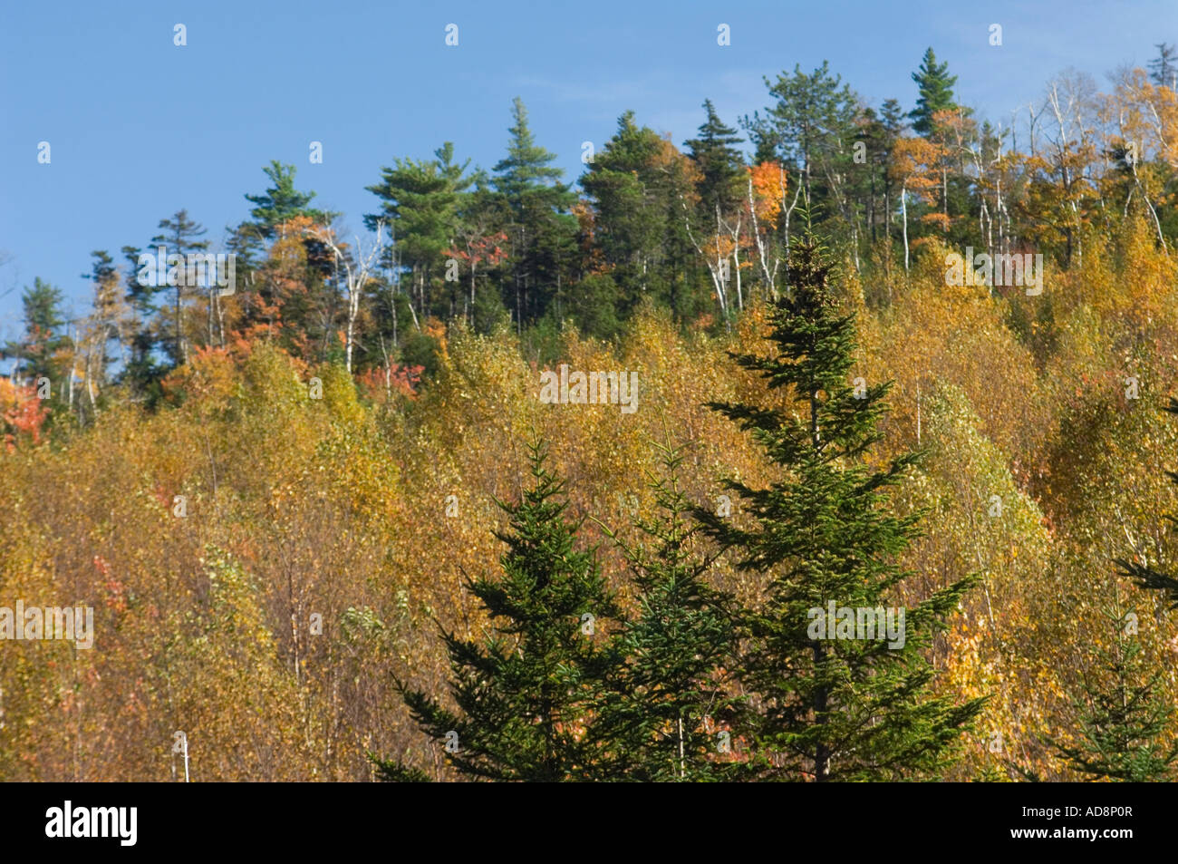 Autumn color on Albany Mountain in the White Mountains National Forest ...