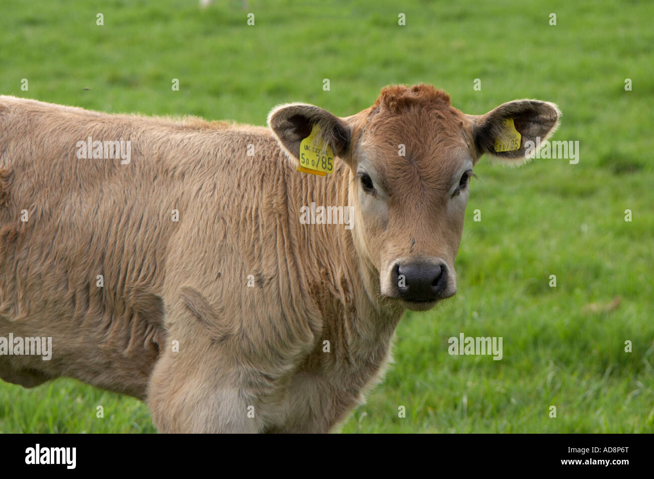 Pretty cute cow calf hi-res stock photography and images - Alamy