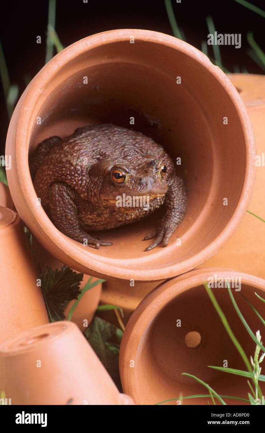 Toad in flower pot Stock Photo - Alamy