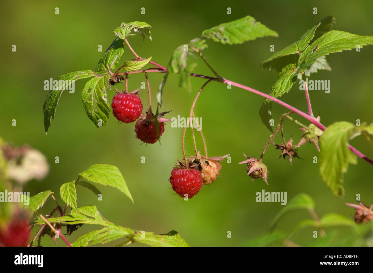 Wild ripe raspberries in Maine. Digital photograph Stock Photo - Alamy