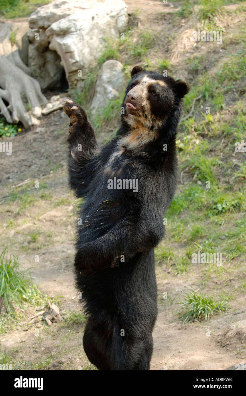 Vienna Schoenbrunn bear Stock Photo - Alamy
