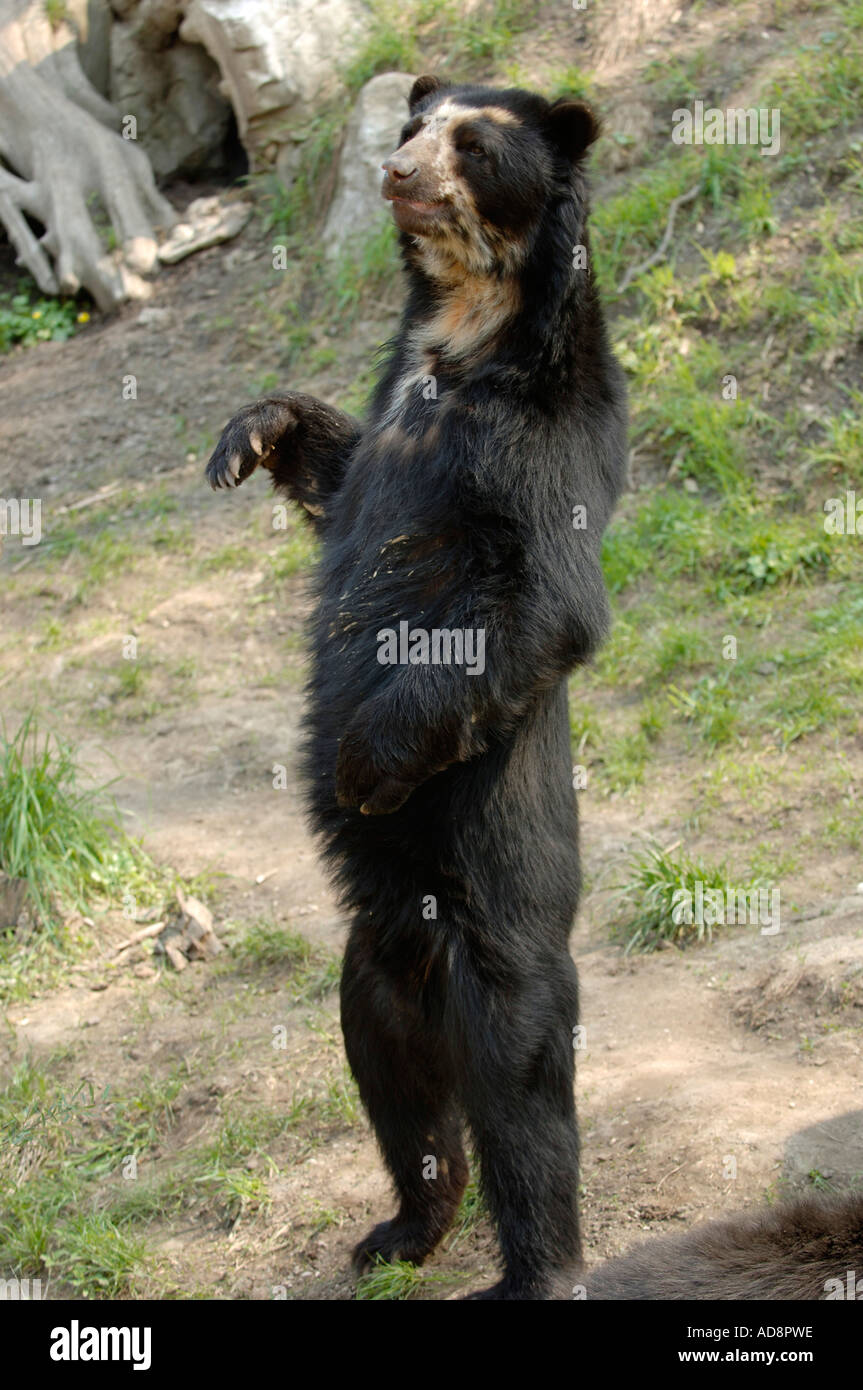 Vienna Schoenbrunn bear Stock Photo - Alamy