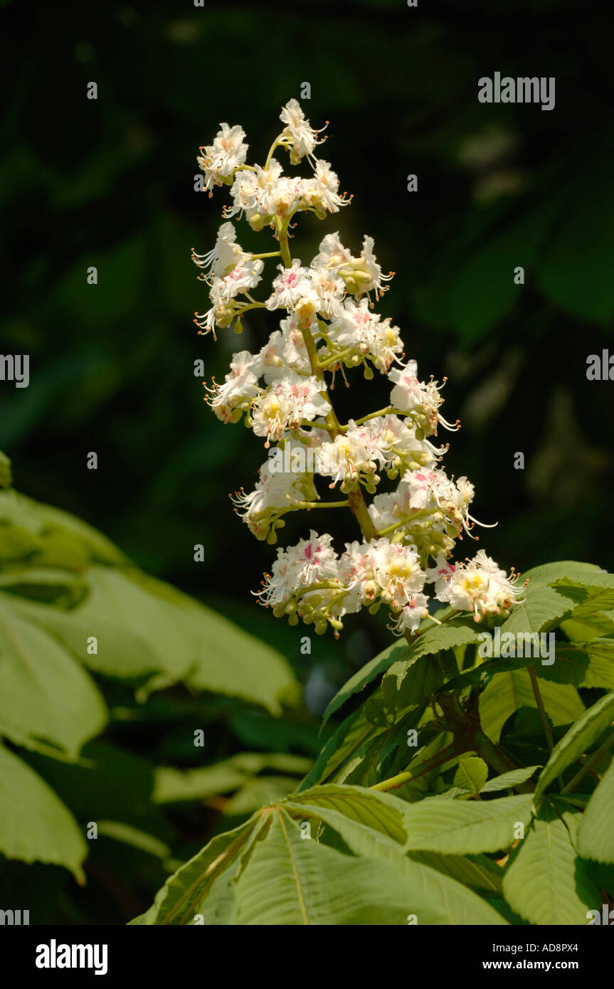 chestnut tree in blossom Stock Photo - Alamy