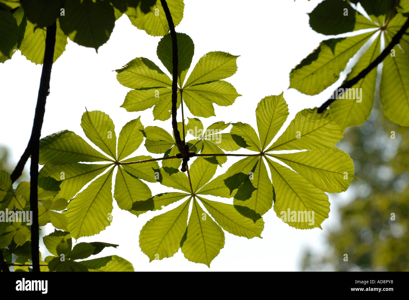 leave of chestnut tree Stock Photo - Alamy