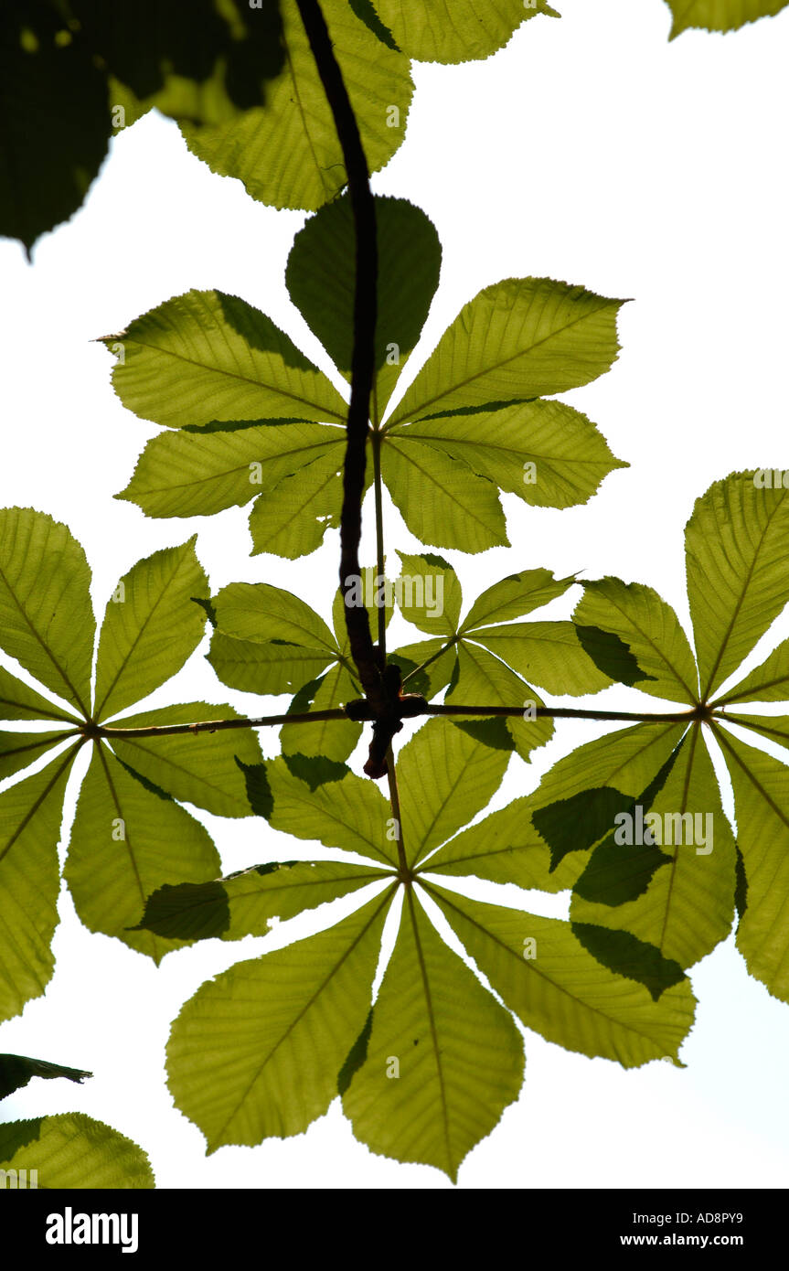 leave of chestnut tree Stock Photo - Alamy