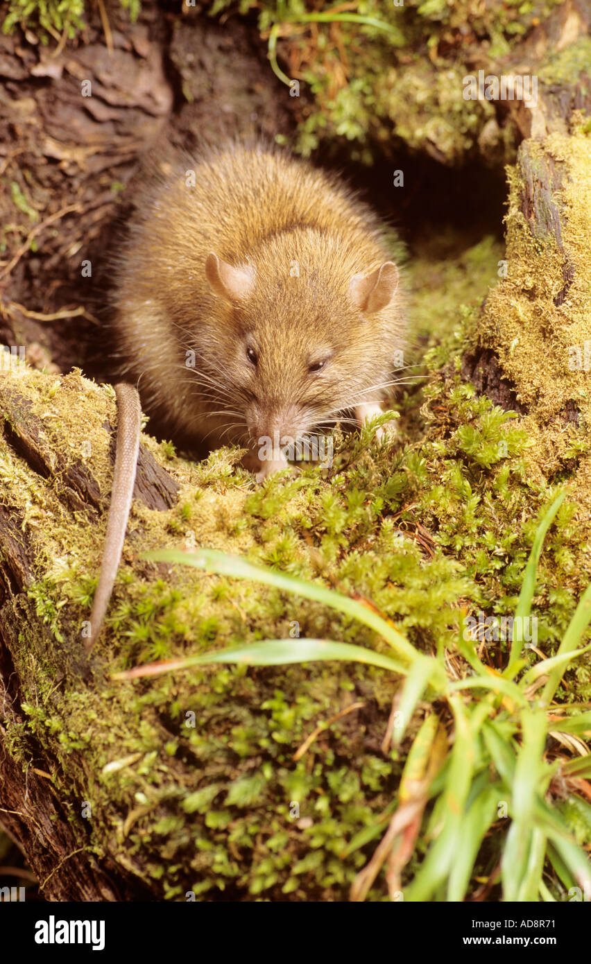 Loathe hi-res stock photography and images - Alamy