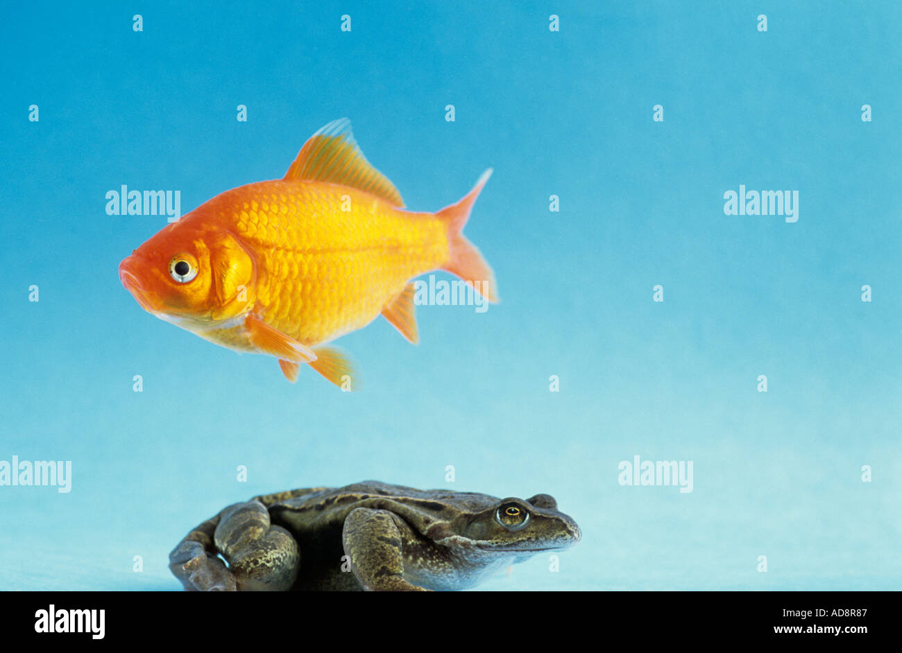 Goldfish and frog Stock Photo - Alamy