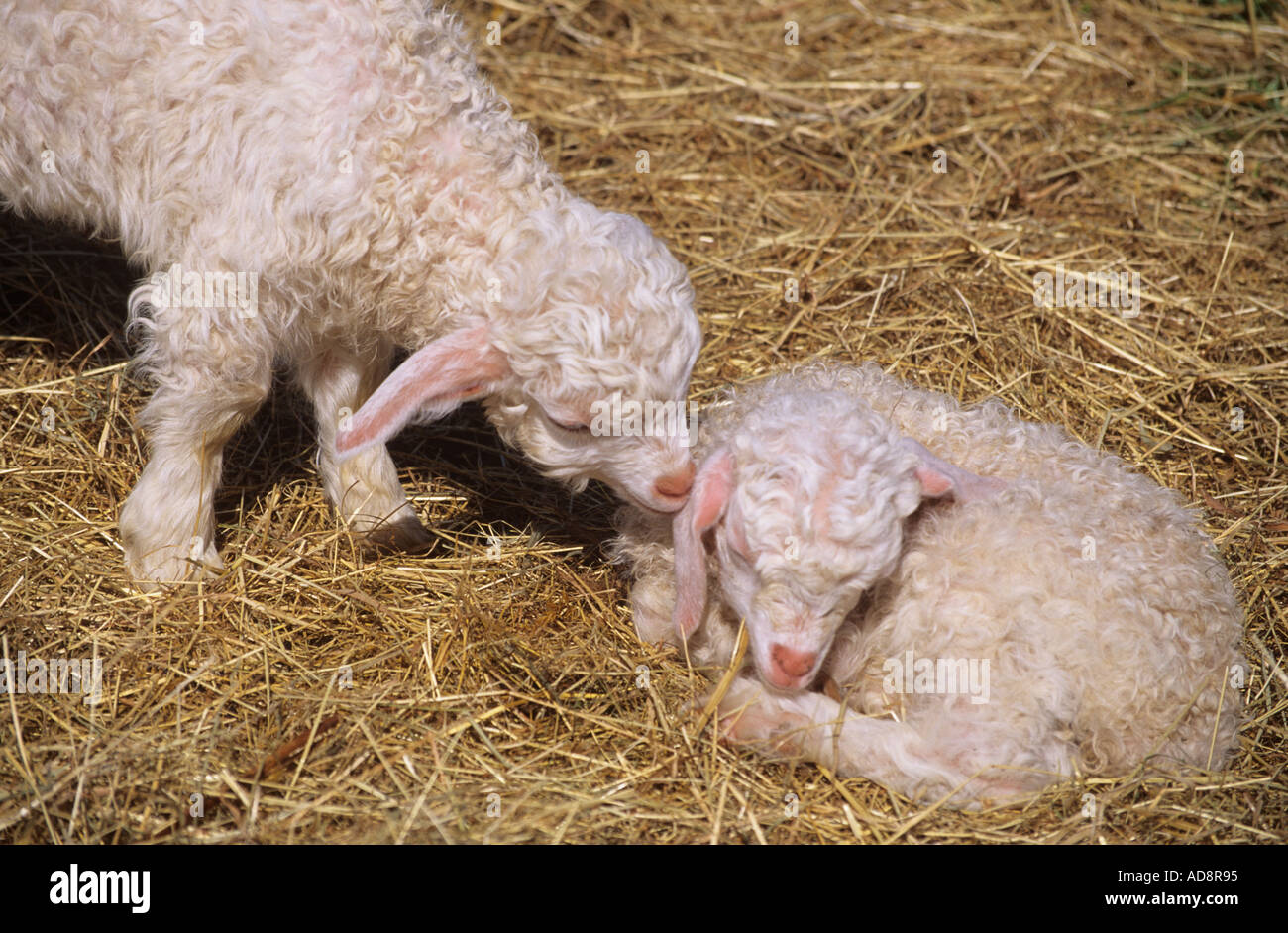 Kids kind hi-res stock photography and images - Alamy