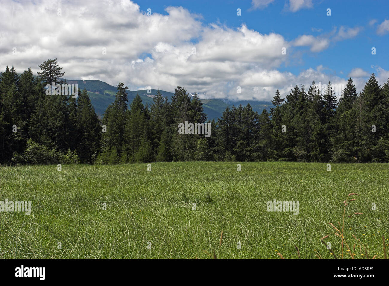 Mountains and Meadow Errington Vancouver Island British Columbia Canada ...