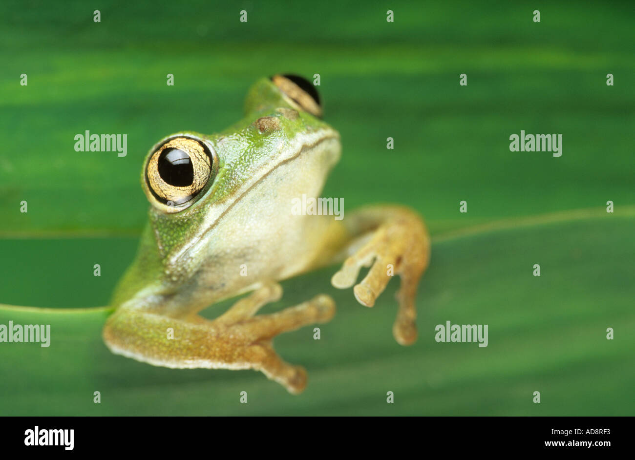 Animated tree frog Stock Photo - Alamy