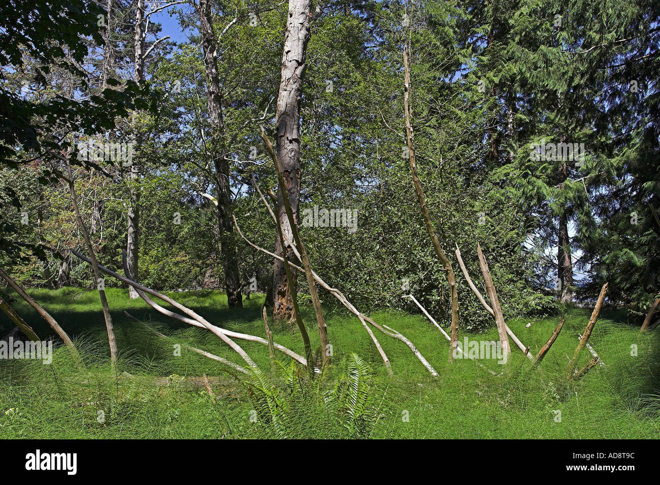 Lush Rainforest Newcastle Island Marine Provincial Park British ...