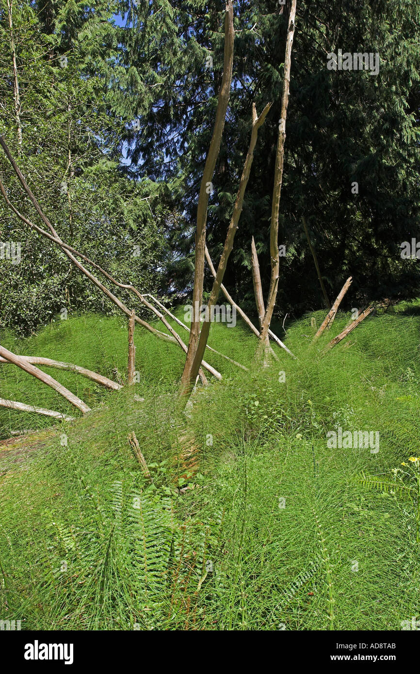 Lush Rainforest Newcastle Island Marine Provincial Park British ...