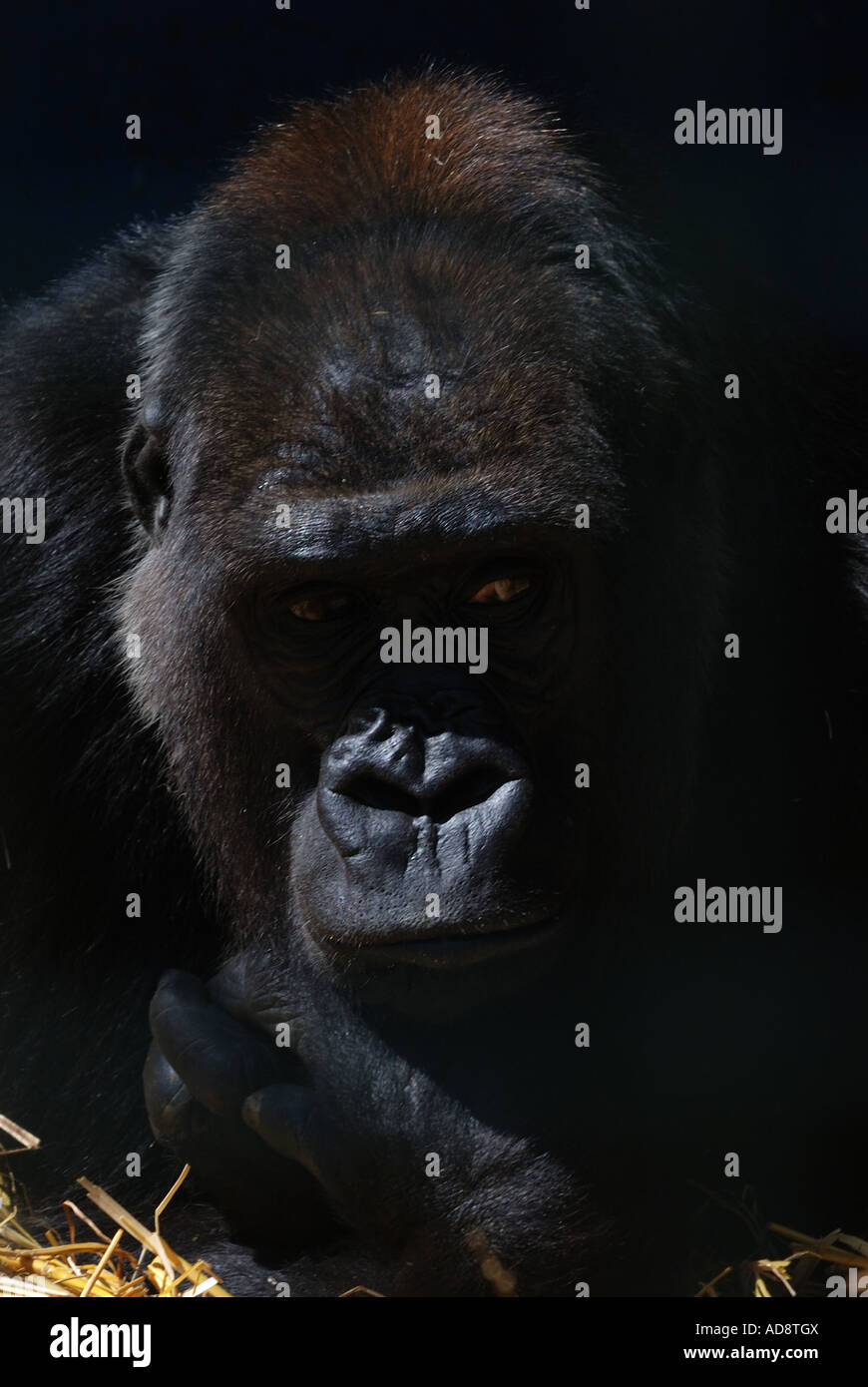 Western Lowland Gorilla Howletts Animal Park Kent Stock Photo - Alamy