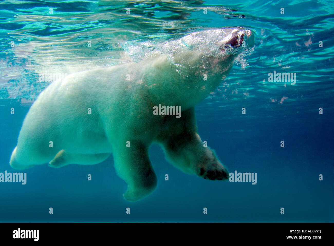 Polar Bear Swim Stock Photo - Alamy