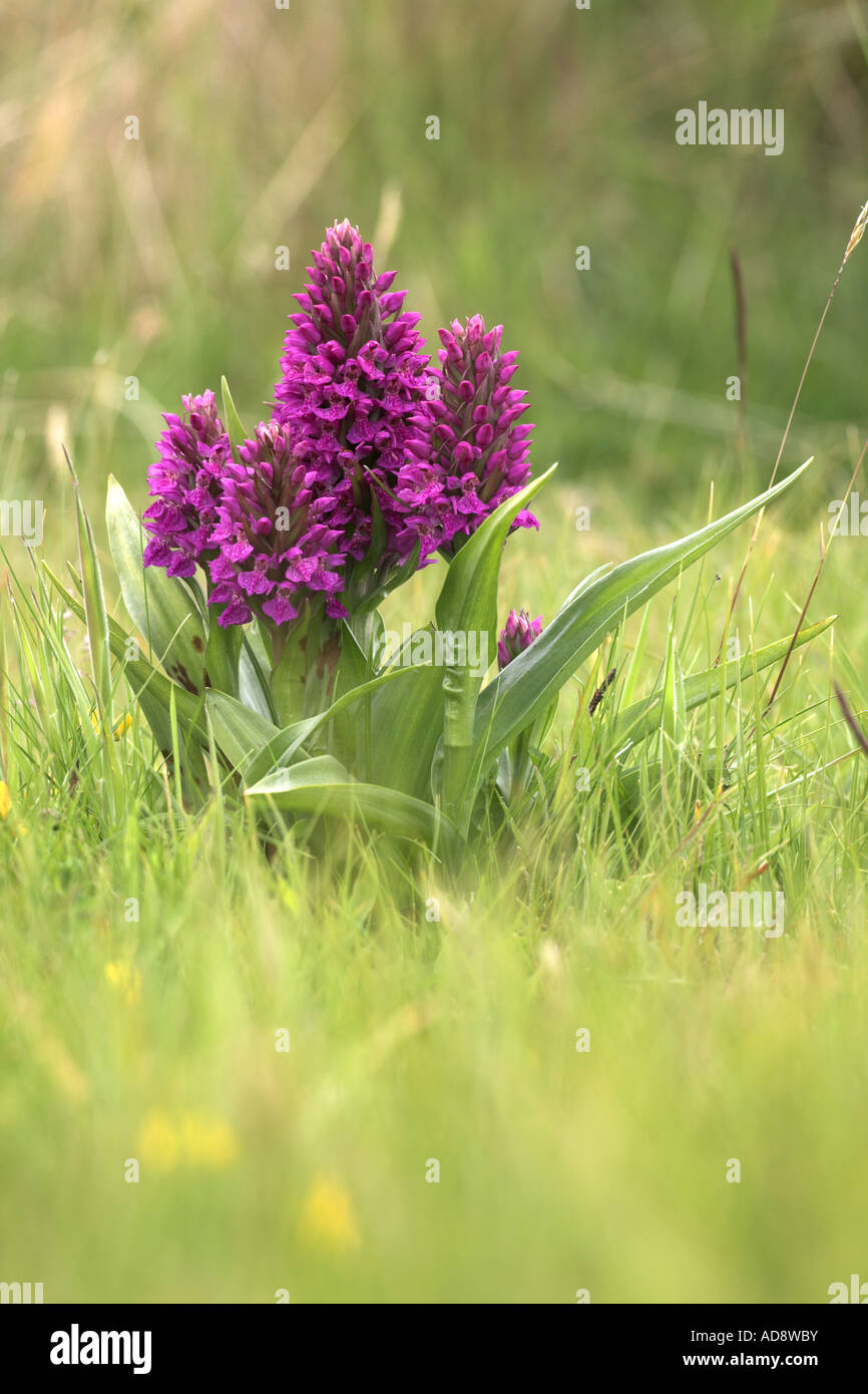 Northern Marsh Orchid Dactylorhiza purpurella plants in flower ...