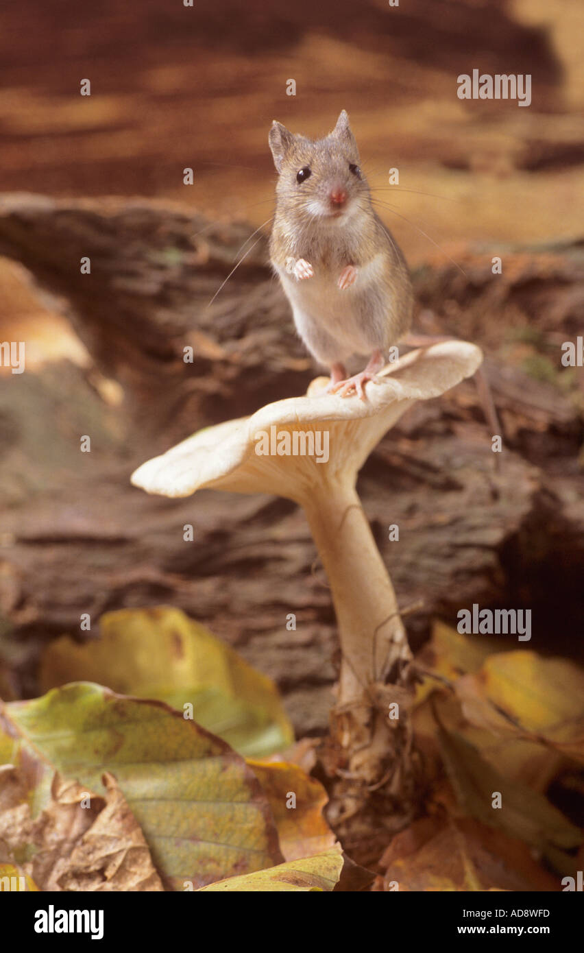 Mouse on a toadstool Stock Photo - Alamy