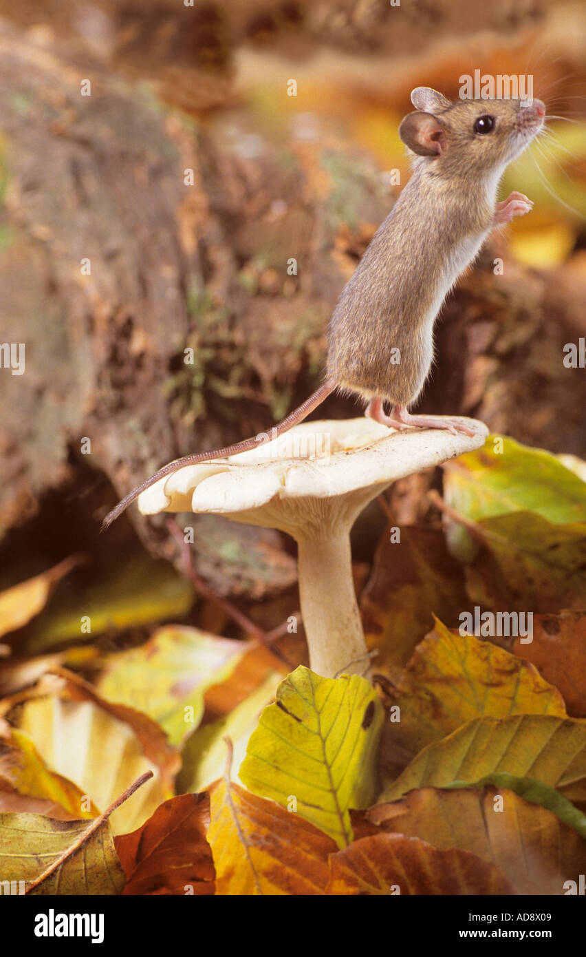 Mouse on a toadstool Stock Photo - Alamy