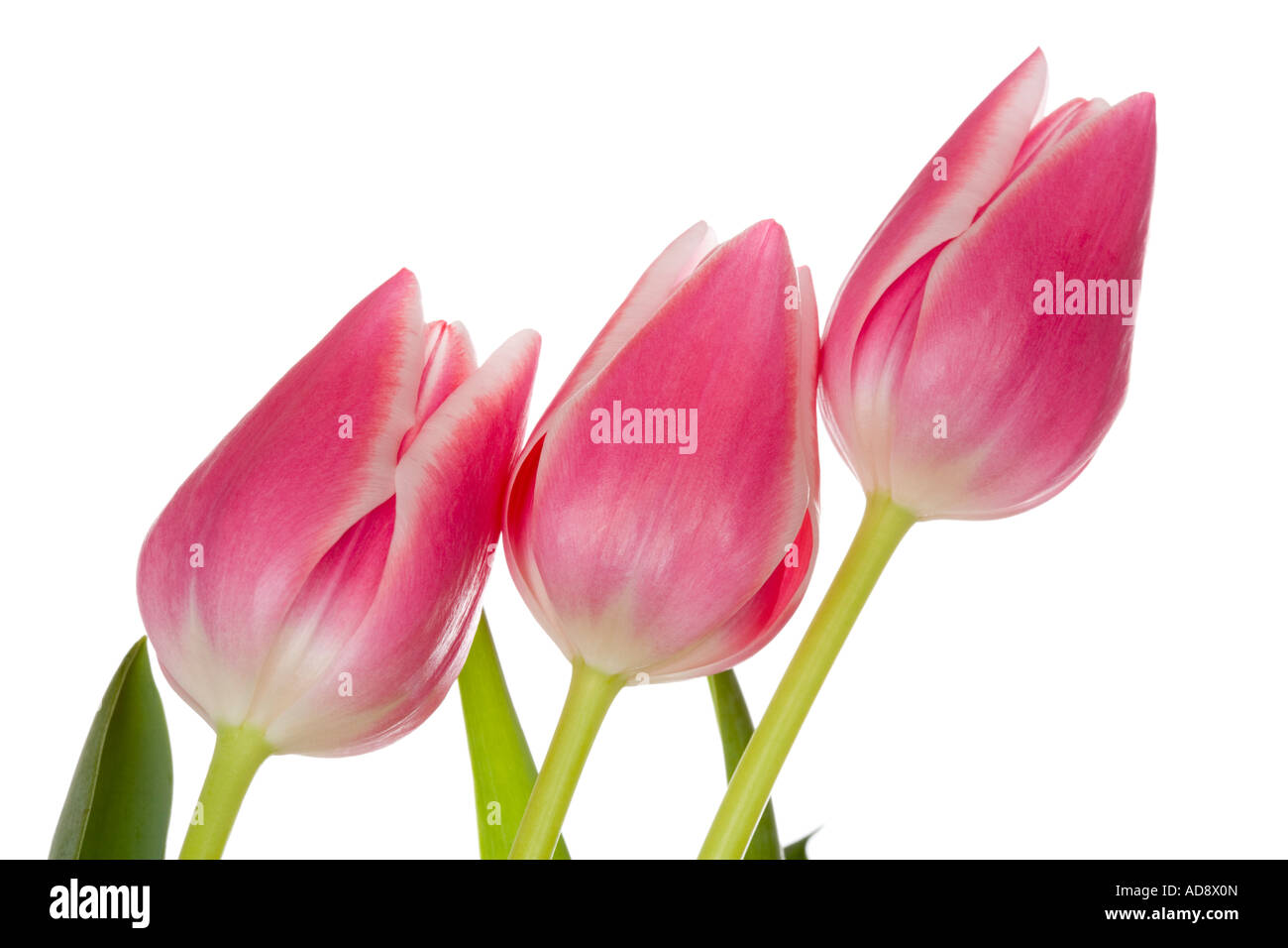 Pink tulips close up Stock Photo - Alamy