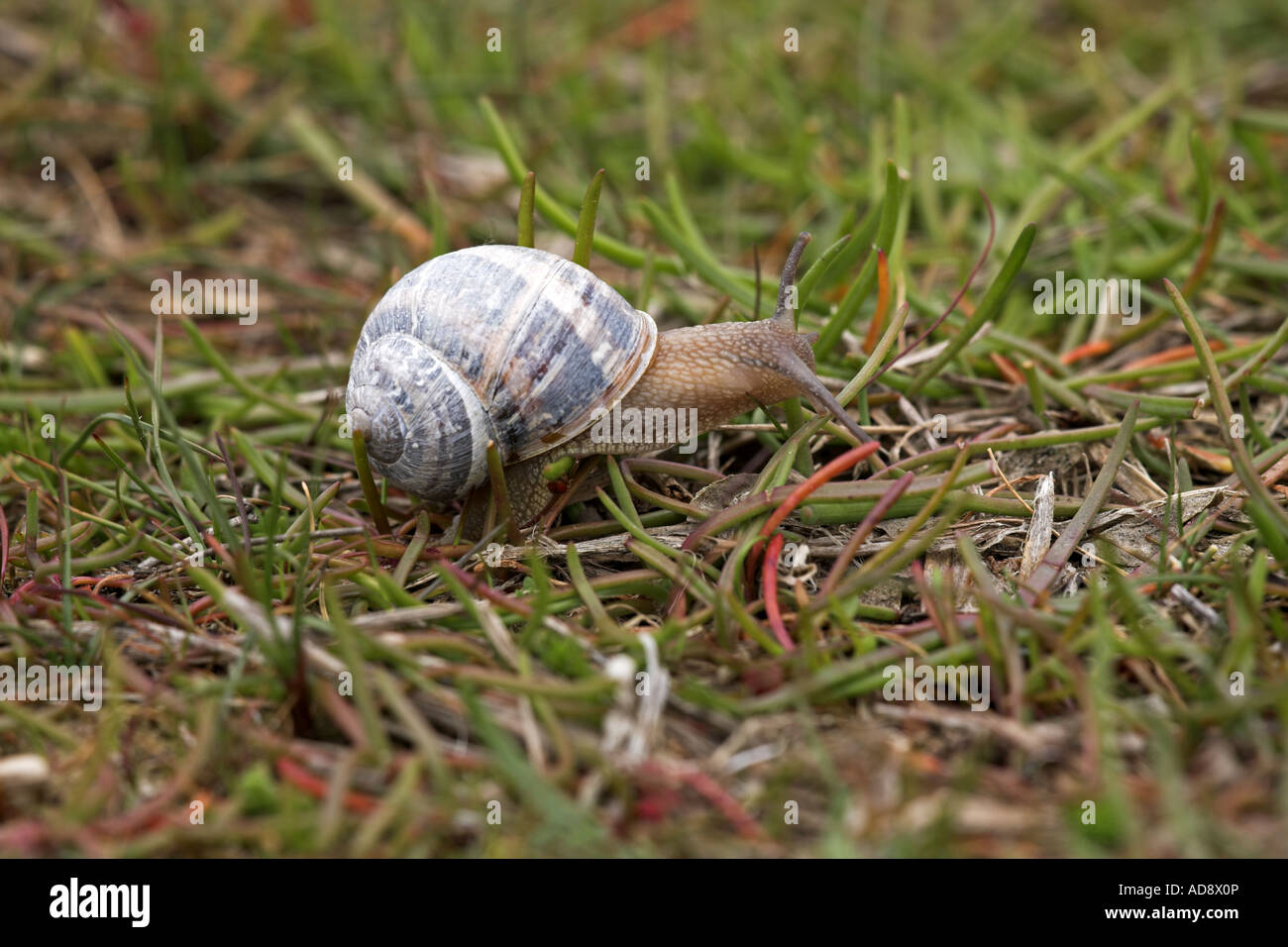 Common Snail Helix aspera crawling along ground, Lindisfarne ...