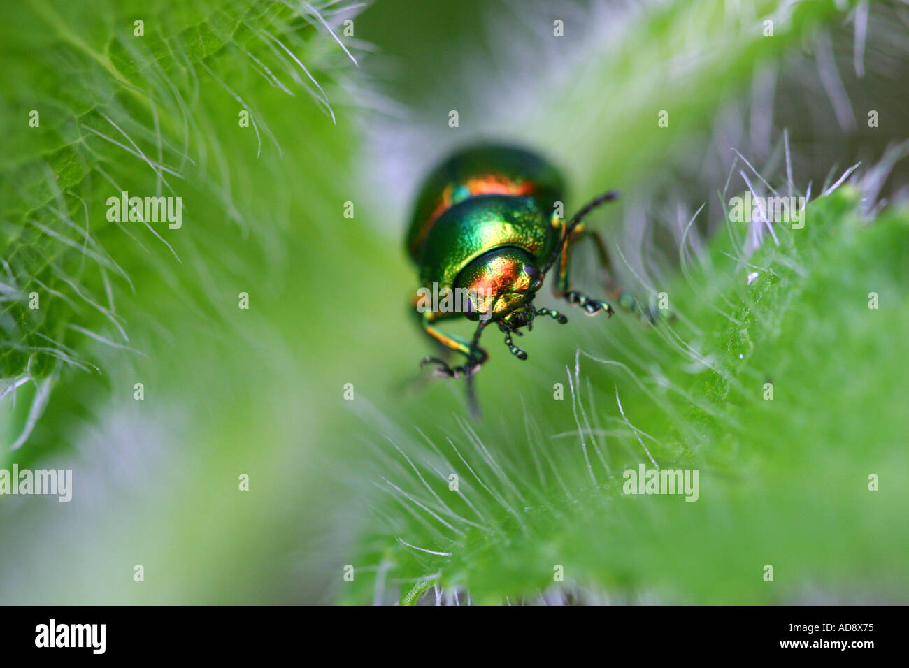 Tiny shiny beetle Stock Photo - Alamy