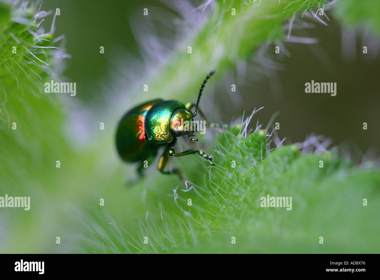 Tiny shiny beetle in the garden in closeup Stock Photo - Alamy