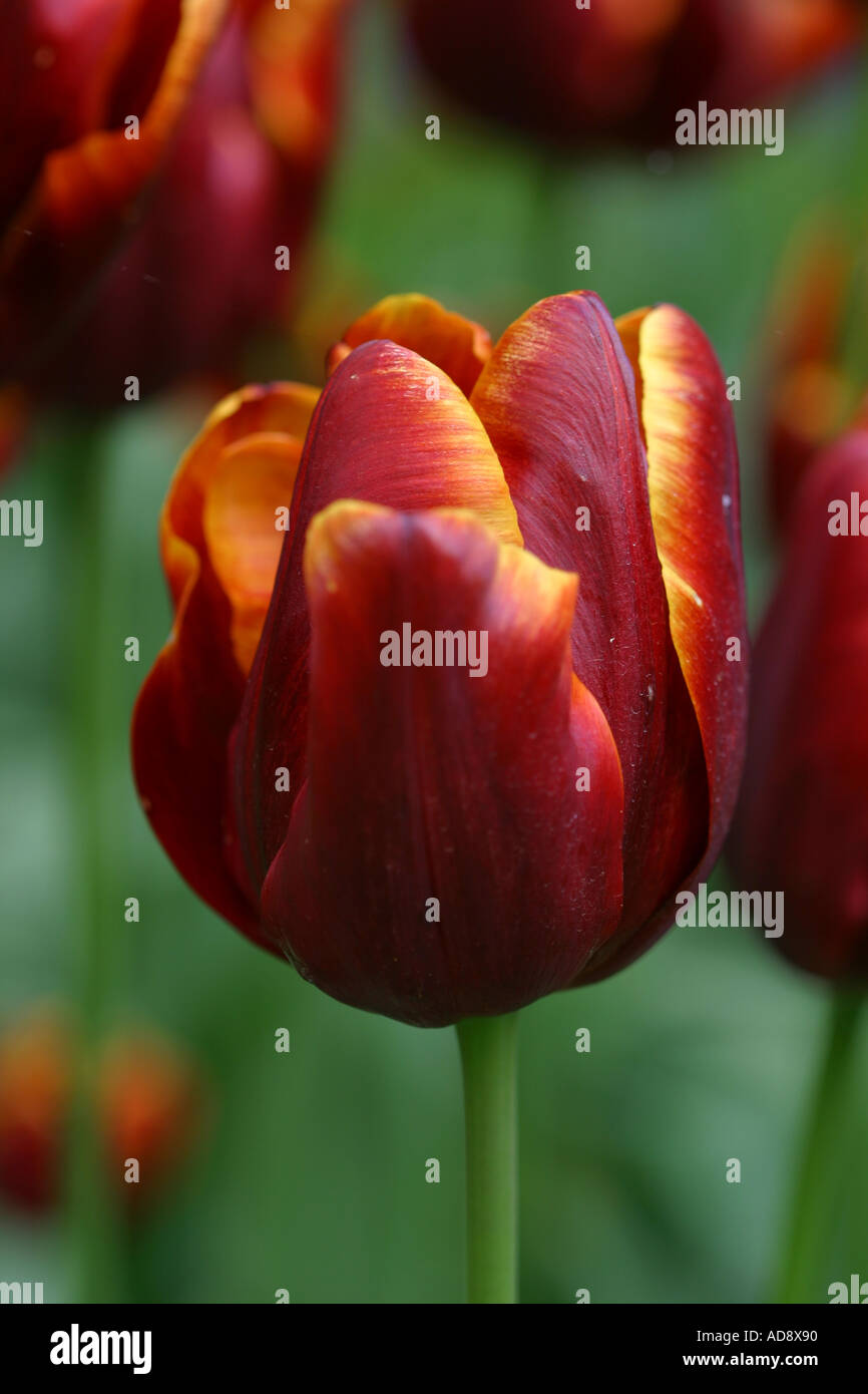 Dark red tulip Stock Photo - Alamy