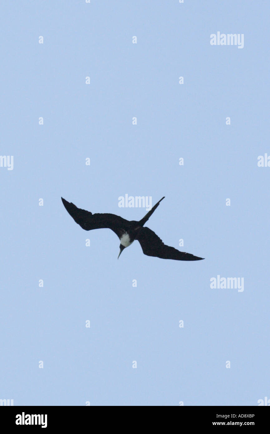 Black Albatross, Rosario Island, Bolivar, Caribbean, Colombia, South ...