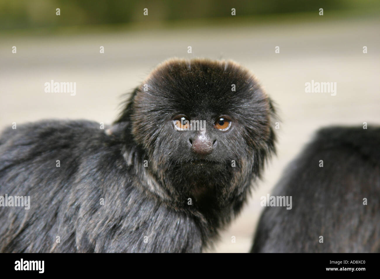 Muppet animal hi-res stock photography and images - Alamy