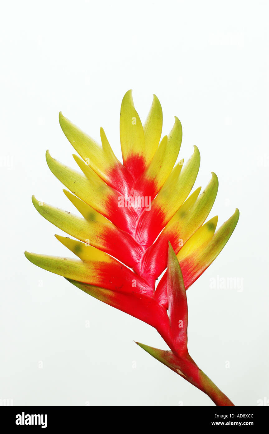 Heliconioides hi-res stock photography and images - Alamy