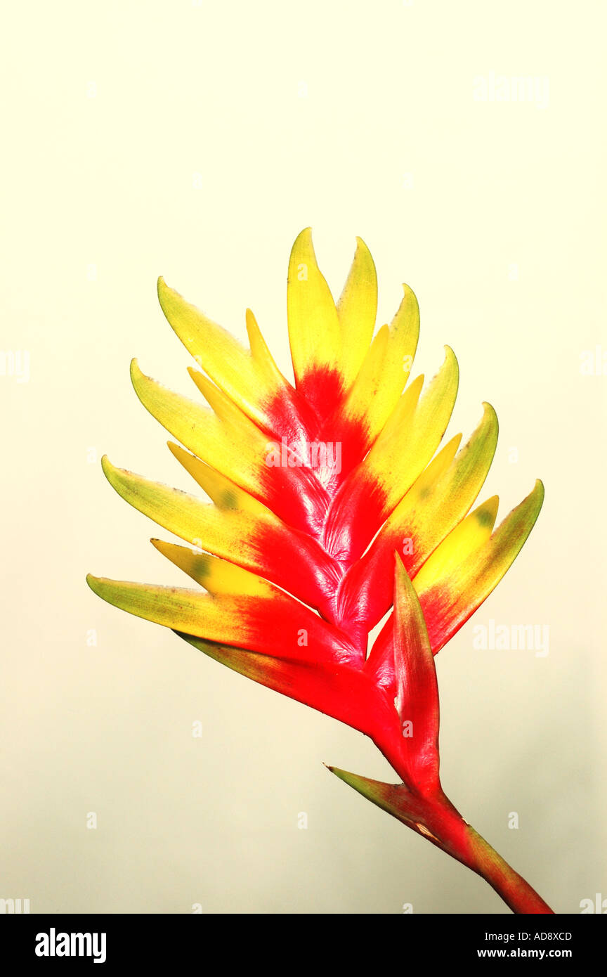 Heliconioides hi-res stock photography and images - Alamy