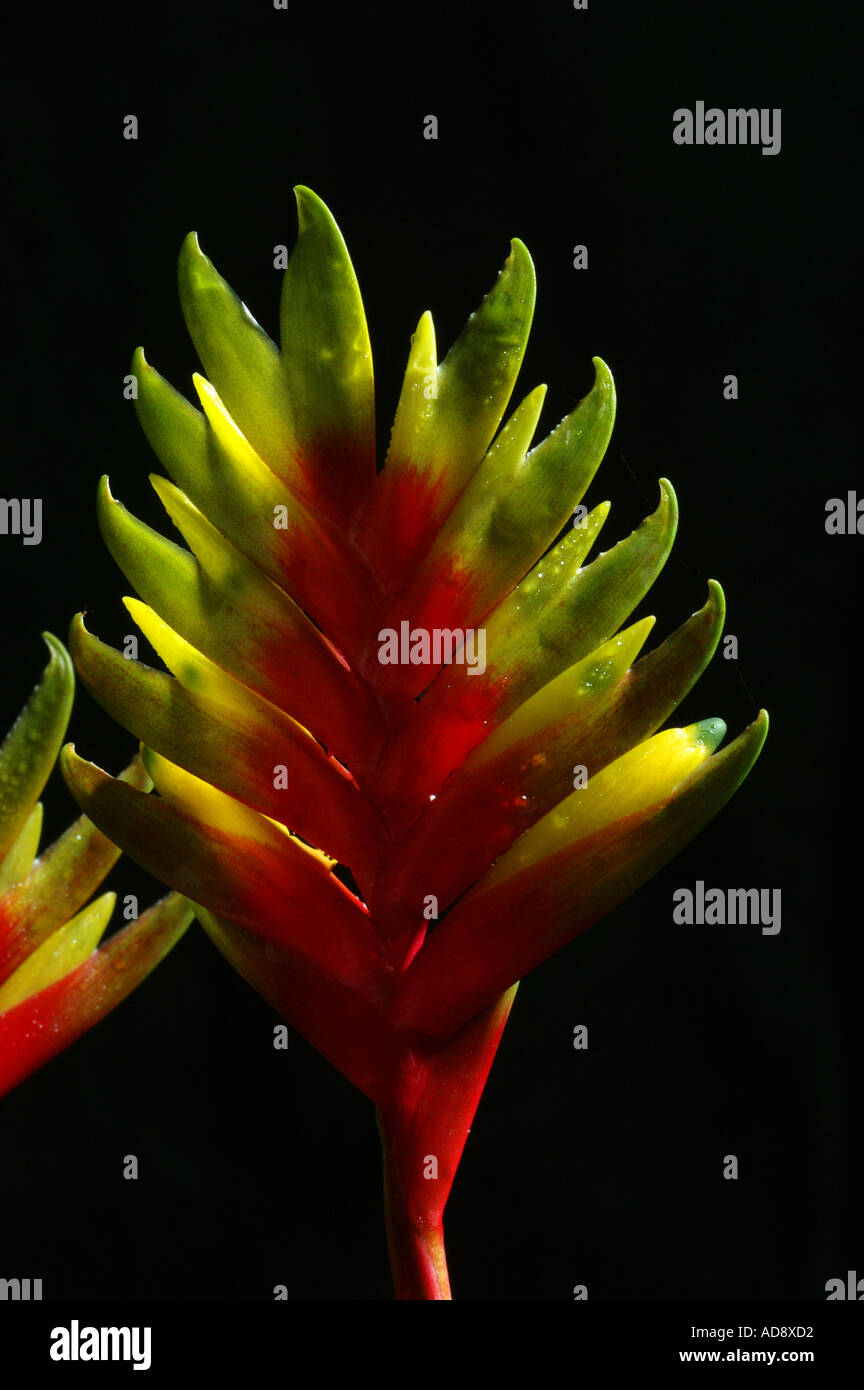 Heliconioides hi-res stock photography and images - Alamy