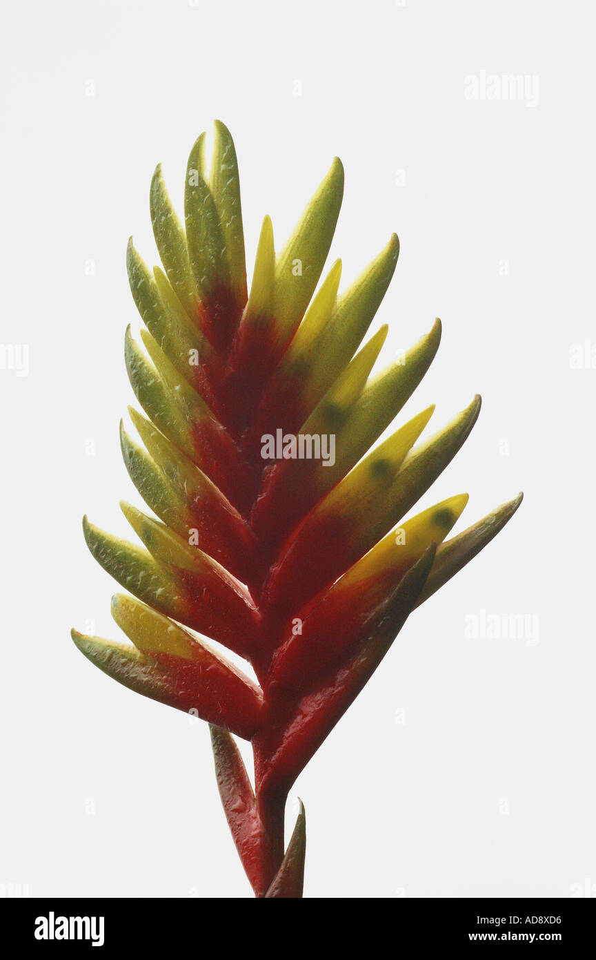 Bromeliad Tillandsia Heliconioides dsca 4284 Stock Photo - Alamy