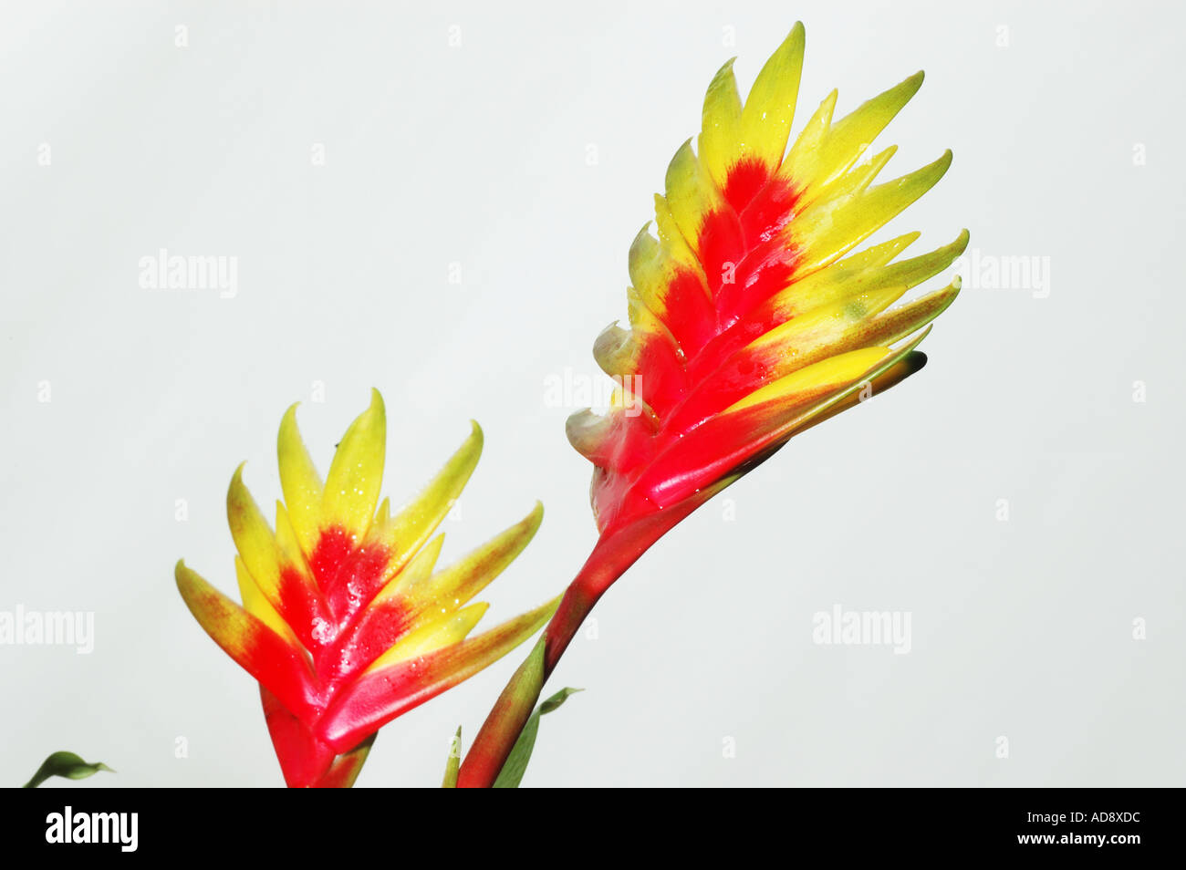 Heliconioides hi-res stock photography and images - Alamy