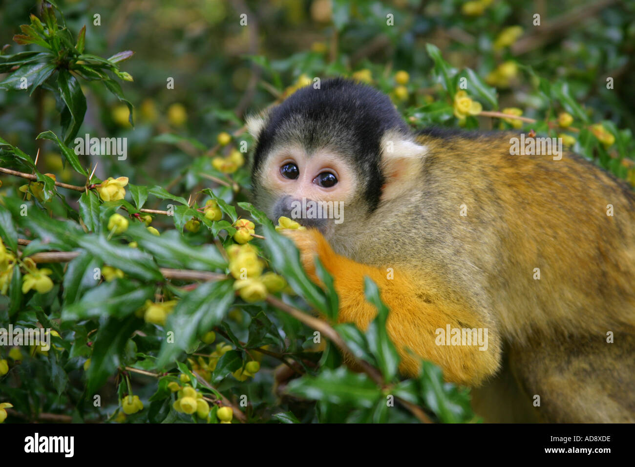 Squirrelmonkey licking the nectar out of a flower Stock Photo - Alamy
