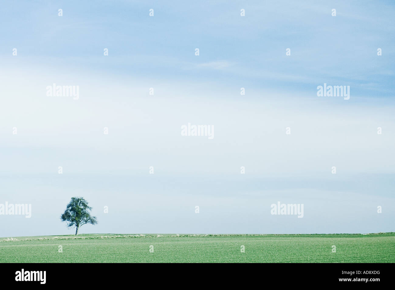 Tree in green field Stock Photo - Alamy