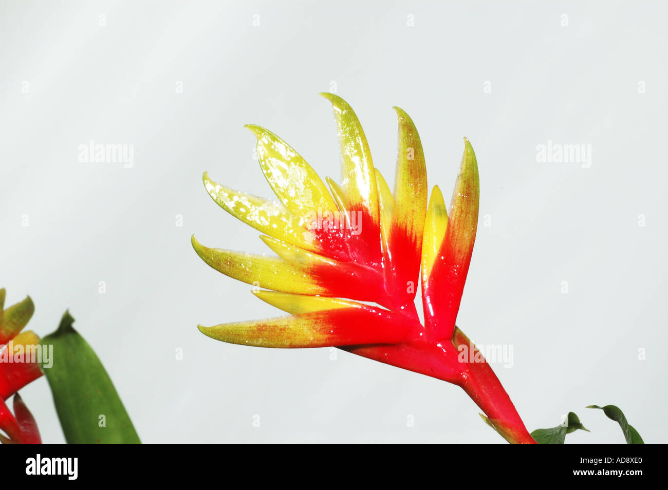 Heliconioides hi-res stock photography and images - Alamy